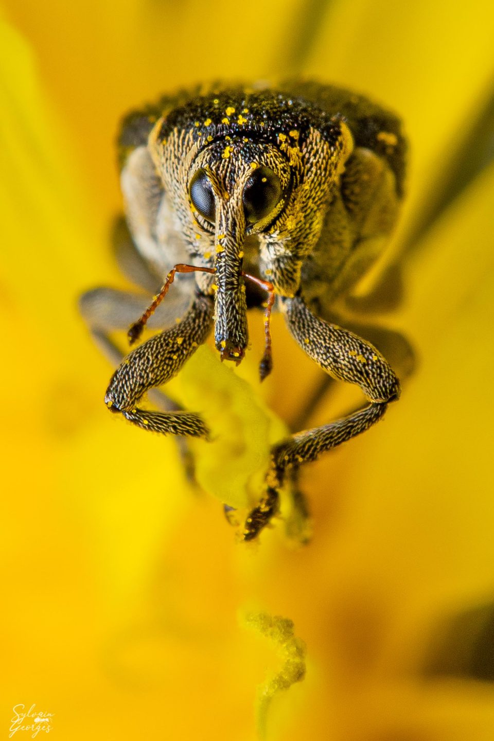 Macros insectes – Sylvain Georges Photographie