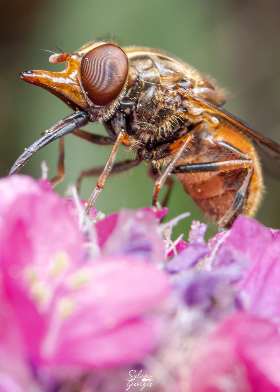 Macros insectes – Sylvain Georges Photographie