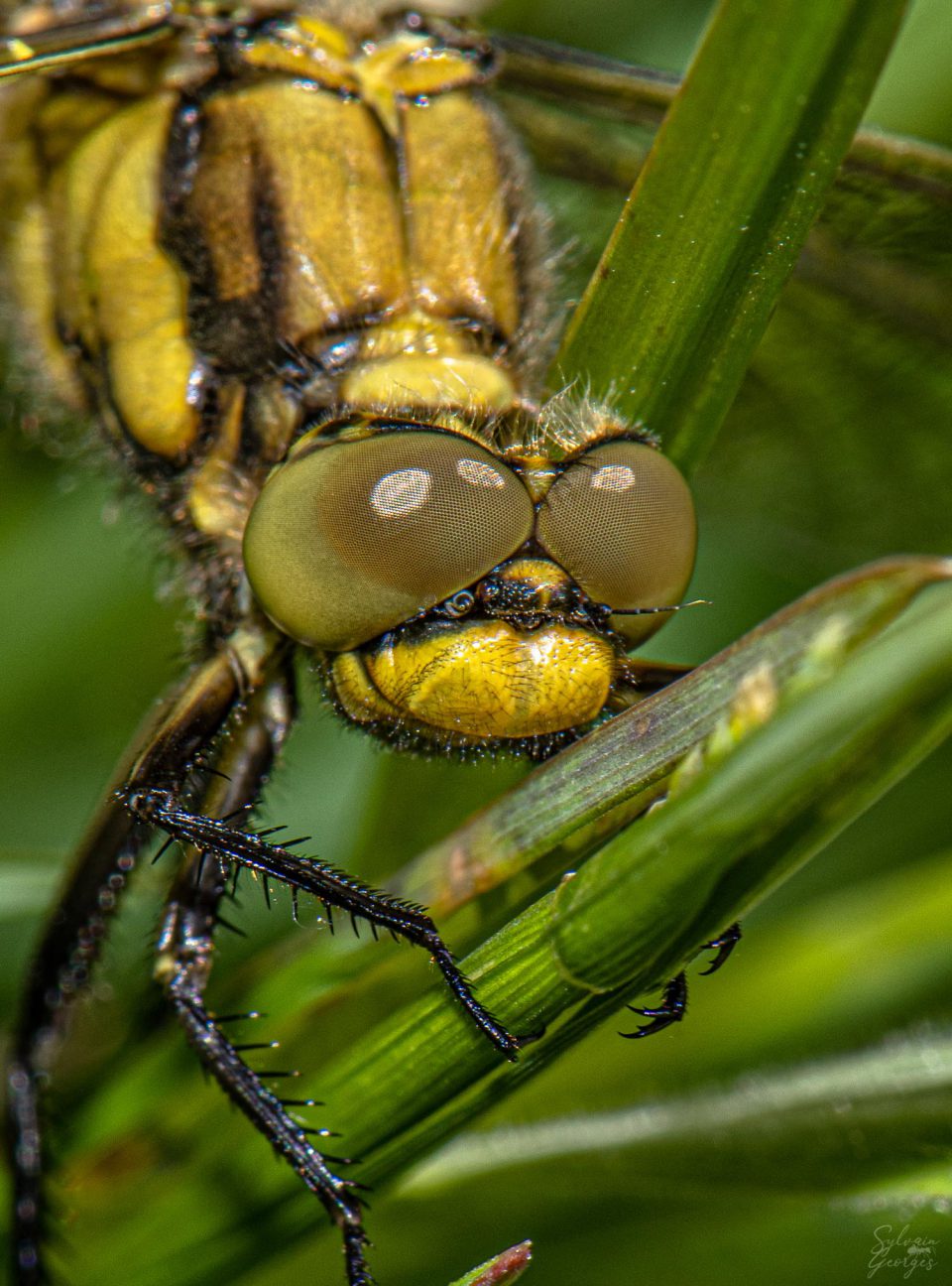 Macros insectes – Sylvain Georges Photographie