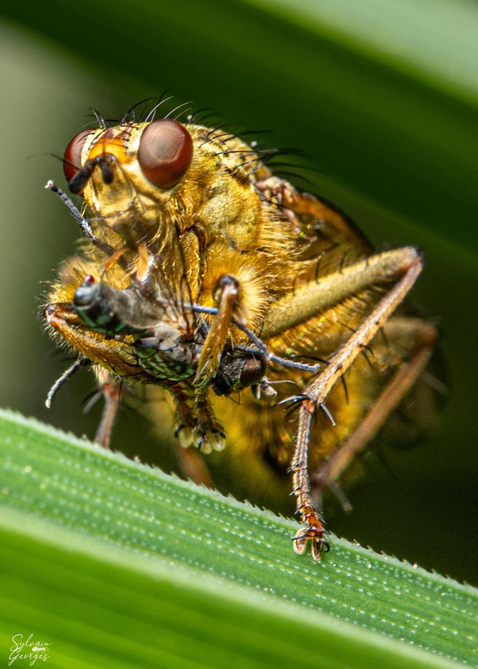 Macros insectes – Sylvain Georges Photographie