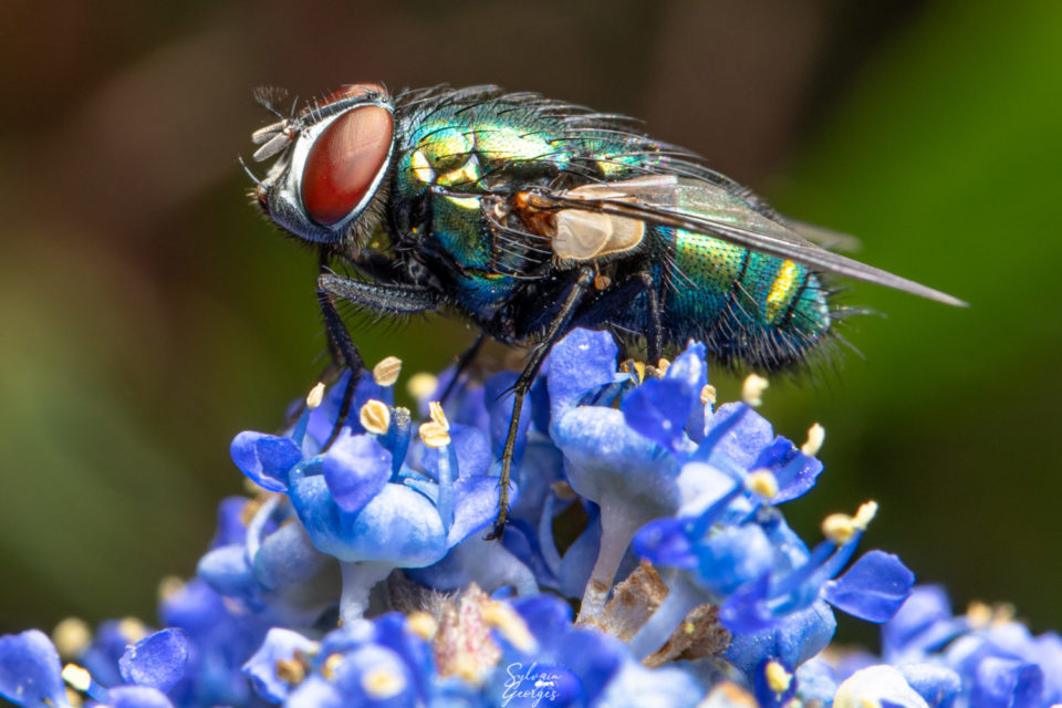 Macros insectes – Sylvain Georges Photographie